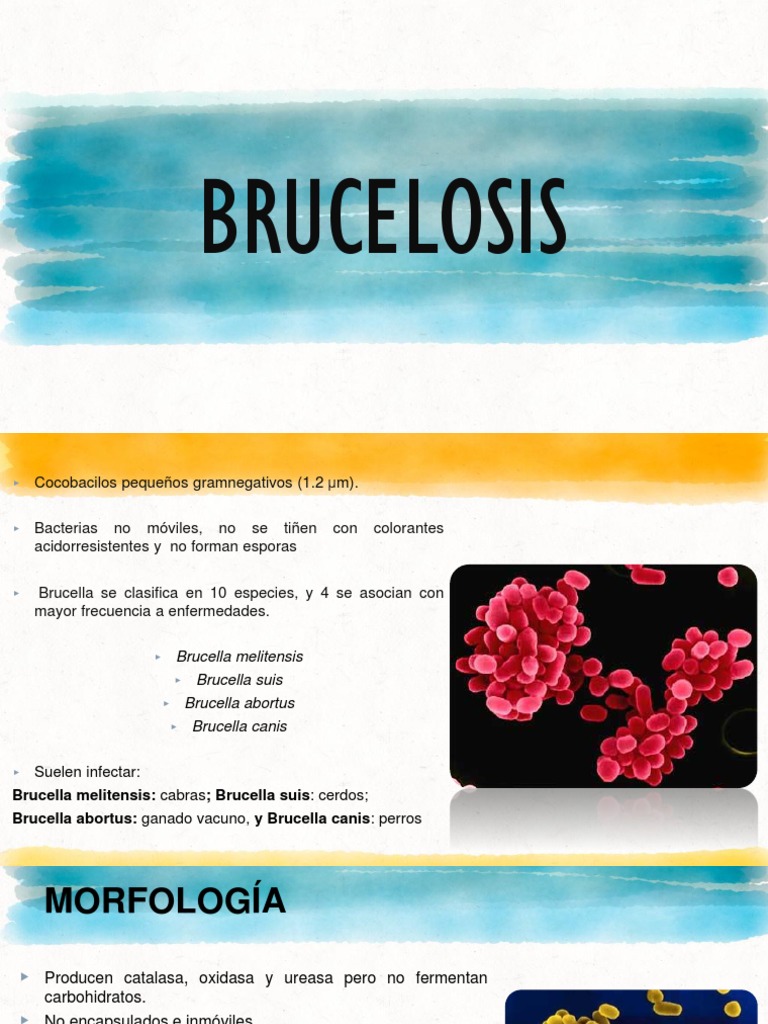 Morfología y patogenia de Brucella | PDF | Inmunología | Especialidades ...