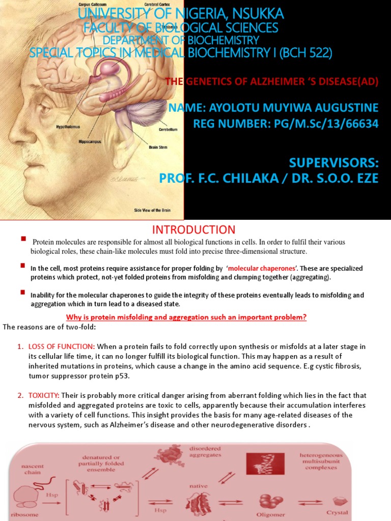 Alzheimer's Genetics Explained | PDF | Alzheimer's Disease | Amyloid Beta