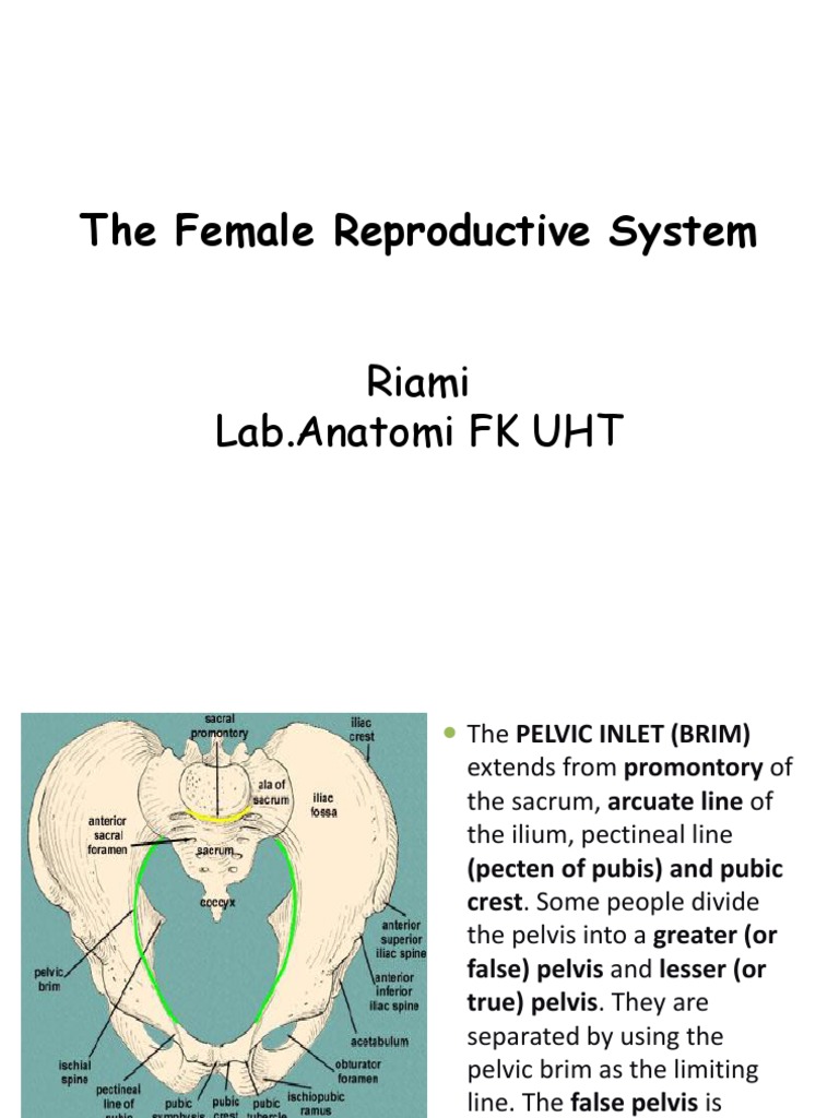 Anatomy of The Female Reproduction | PDF | Menstrual Cycle | Uterus
