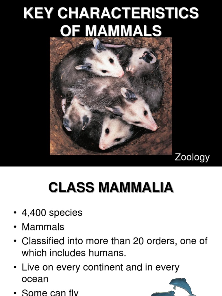 Q2 SCIENCE 6 Key Characteristic of Mammal | PDF | Mammals | Cetacea