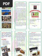 Triptico de Pasco | PDF | Alimentos | Naturaleza