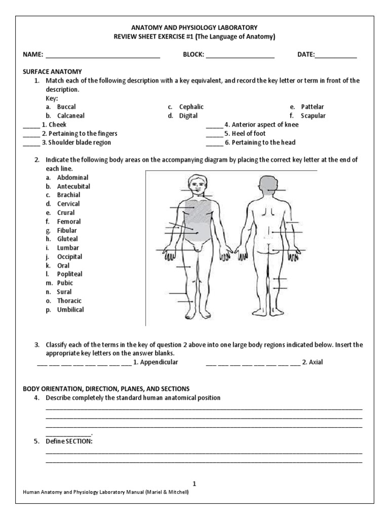 Anatomical Position Worksheet | PDF | Anatomical Terms Of Location ...