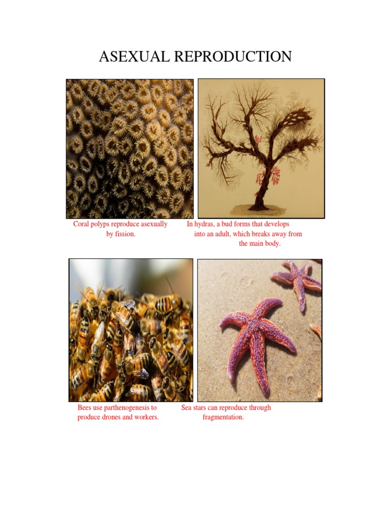 Asexual Production | PDF