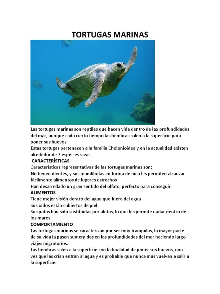 Tortugas Marinas | PDF | Tortuga marina | Organismos