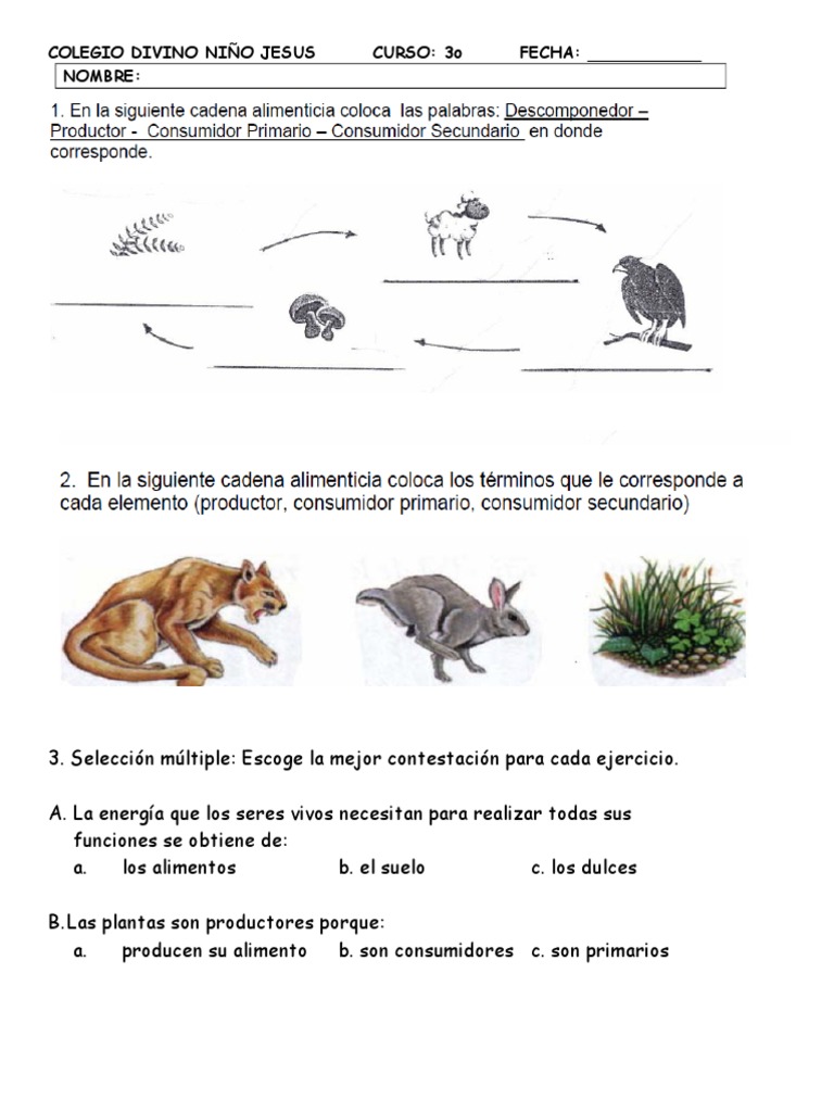 EVALUACIÓN Cadena-Alimenticia 3o. | PDF