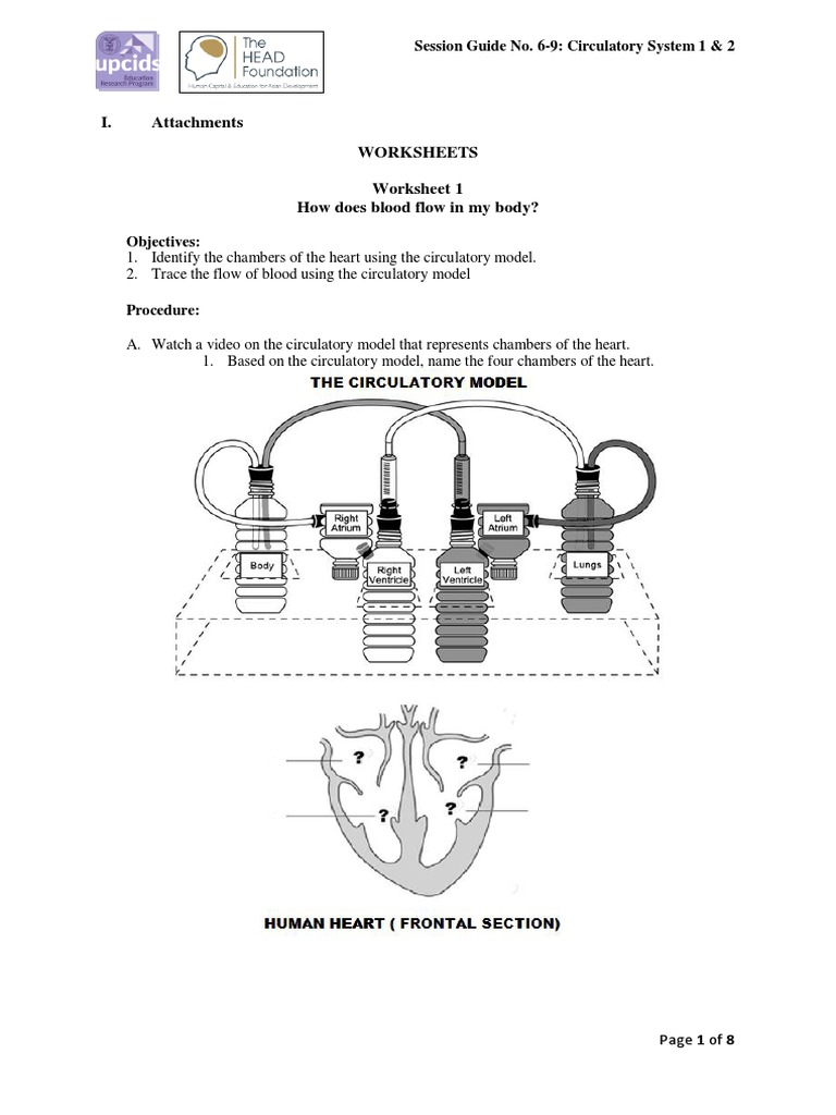Blood Flow Worksheet Answer Key | PDF | Circulatory System | Blood