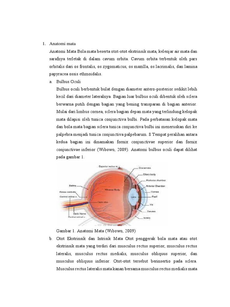 Anatomi dan Otot Mata Manusia | PDF