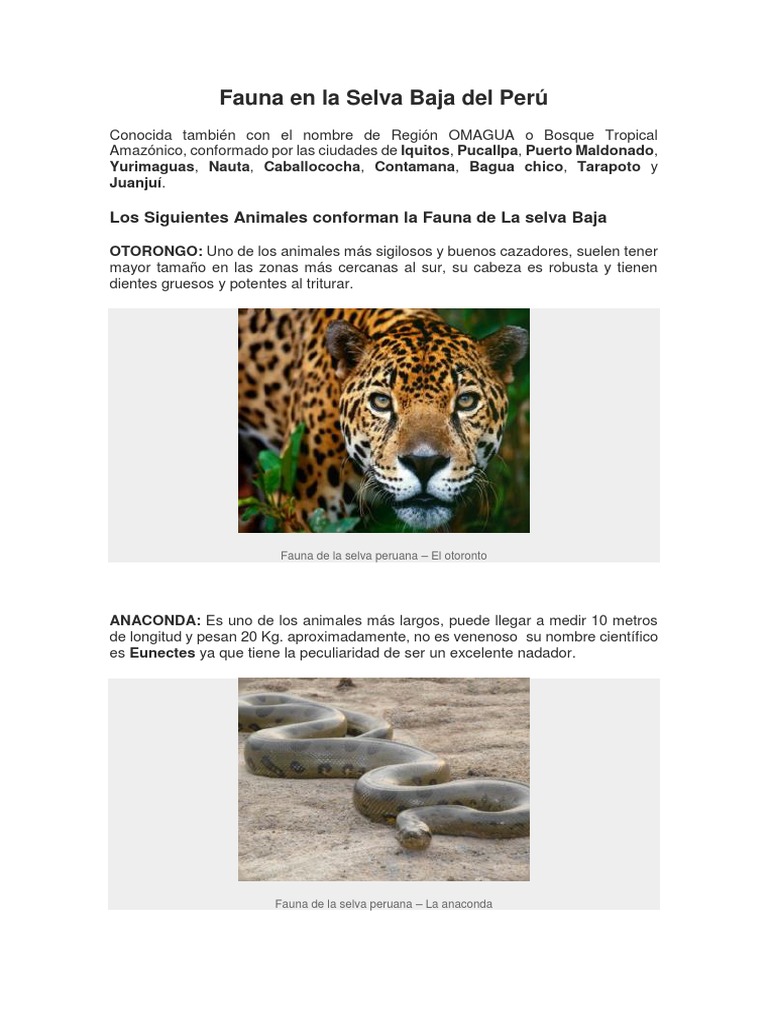 Lista De Animales De La Selva Tropical Con Nombres