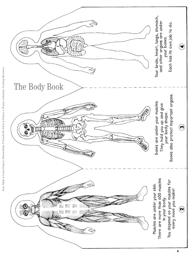 Body Book Project | PDF | Human Body | Muscle