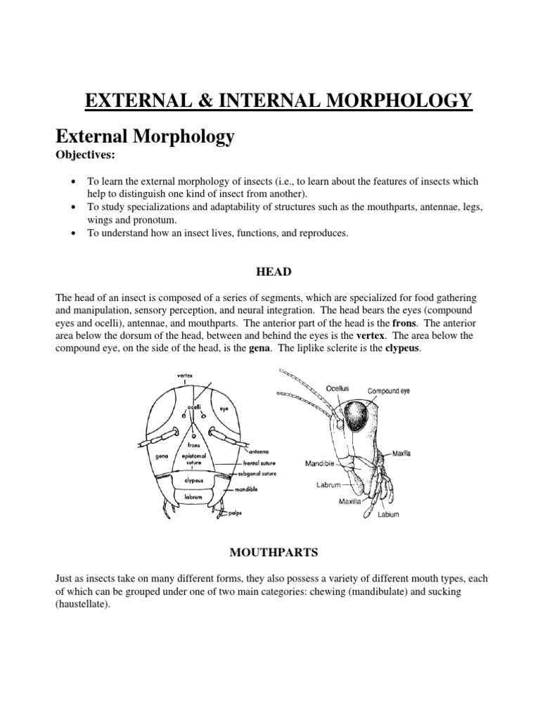 External & Internal Morphology External Morphology: Objectives | PDF ...