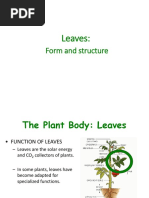 Leaf Anatomy of C3 and C4 Plants | PDF | Leaf | Photosynthesis