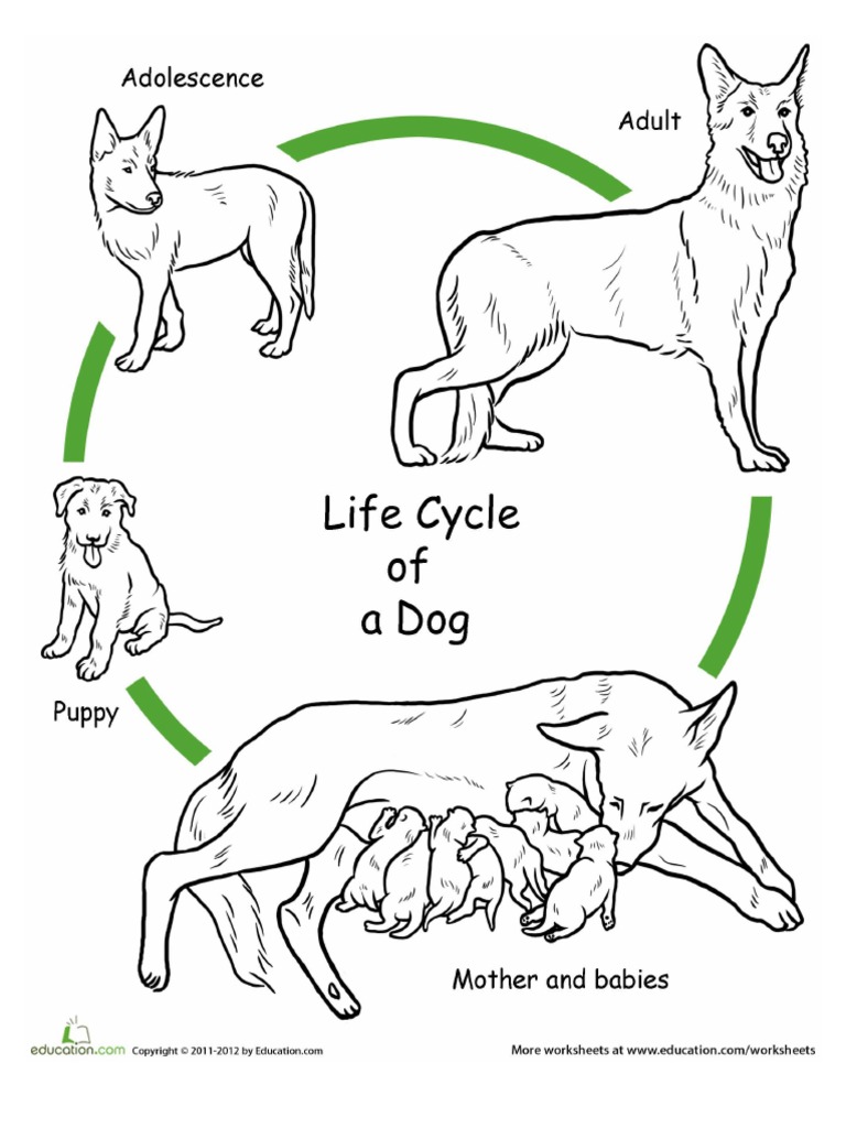 Dog Life Cycle PDF | PDF