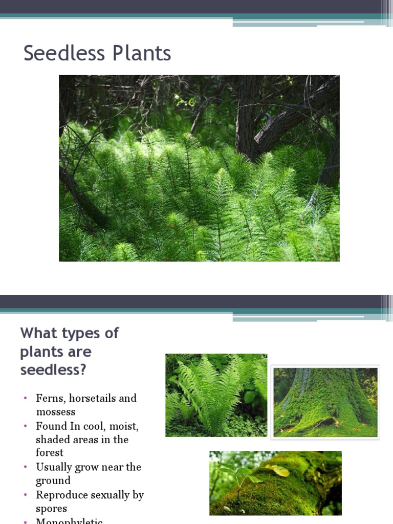 Types Of Seedless Vascular Plants