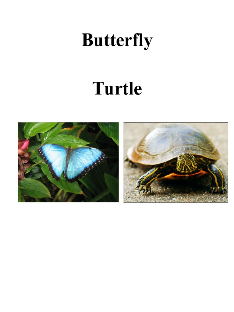 Butterfly | PDF