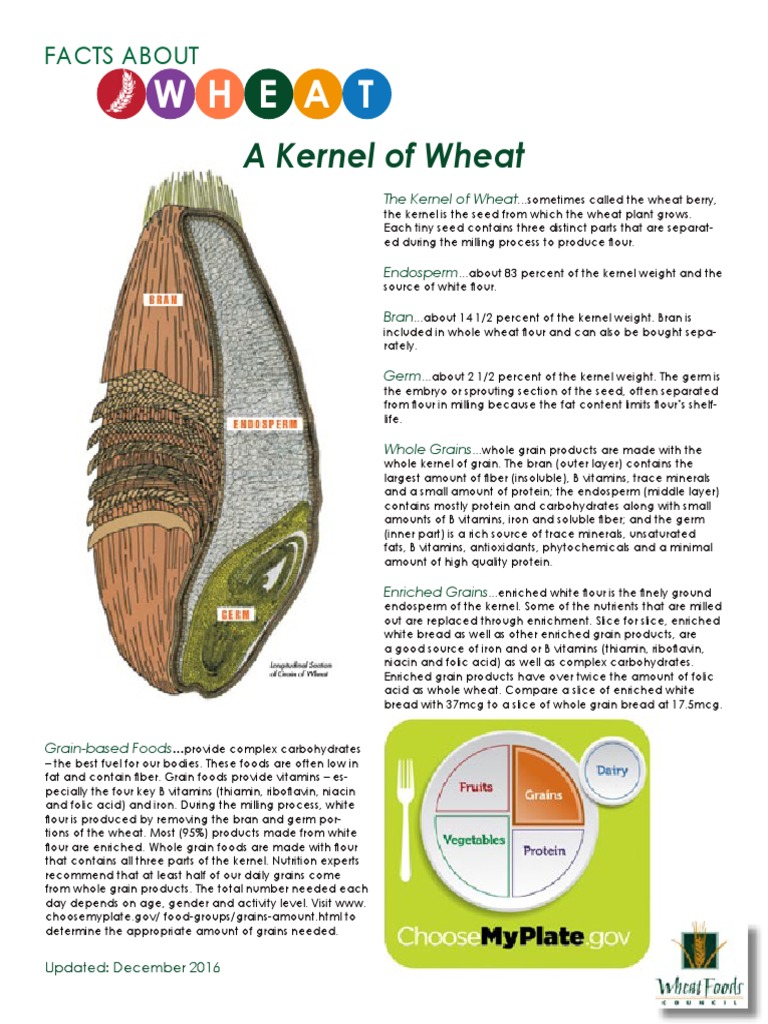 Wheat Kernel Composition | PDF | Whole Grain | Flour