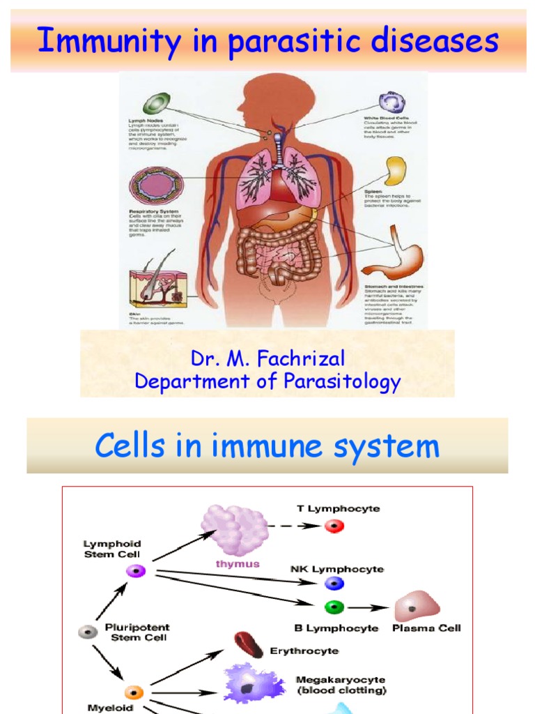 Immune Responses to Parasitic Infections | PDF | Immune System | Antibody