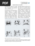 Células Lábiles | PDF | Relaciones personales, crianza y desarrollo ...