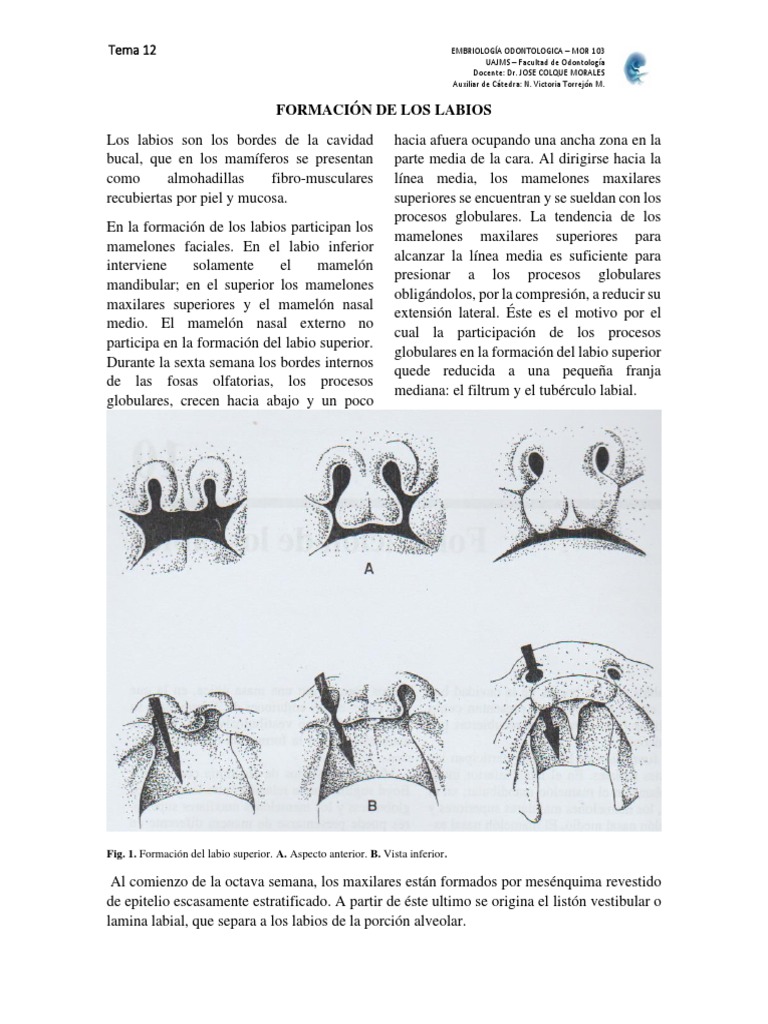 12tema - Formacion de Los Labios | PDF | Anatomía humana | Naturaleza