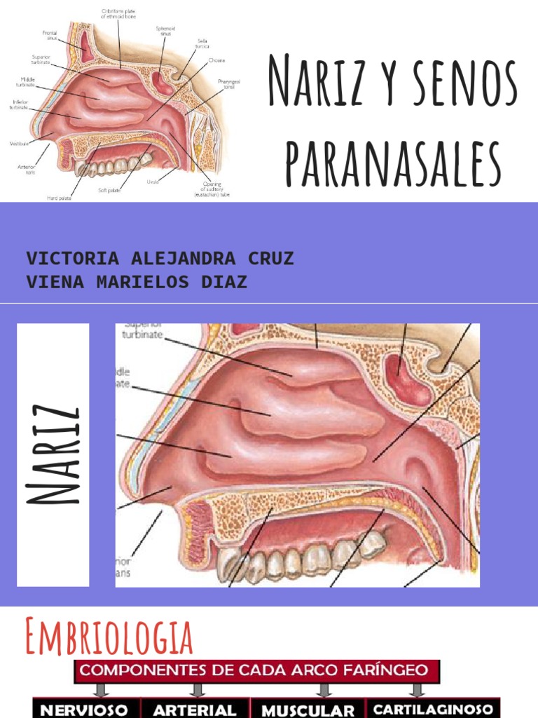 Nariz | PDF | Cáncer | Enfermedades y trastornos