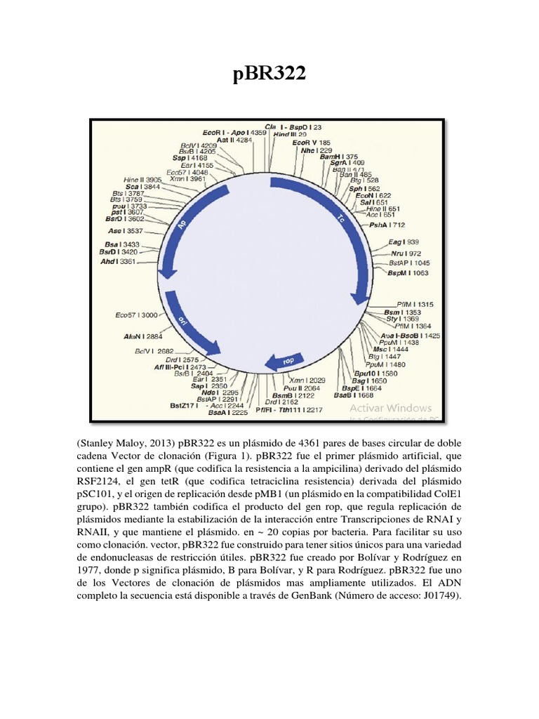 Características del plásmido pBR322 | PDF | Plásmido | Nucleótidos