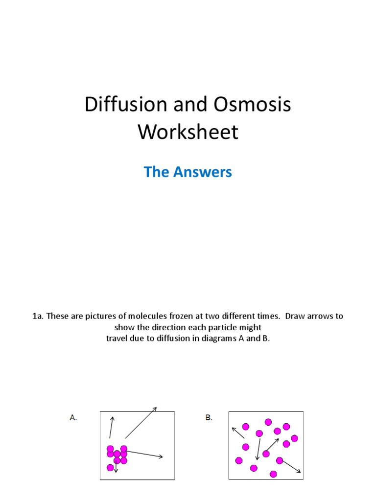 Diffusion and Osmosis Worksheet: The Answers | PDF | Osmosis | Chemistry