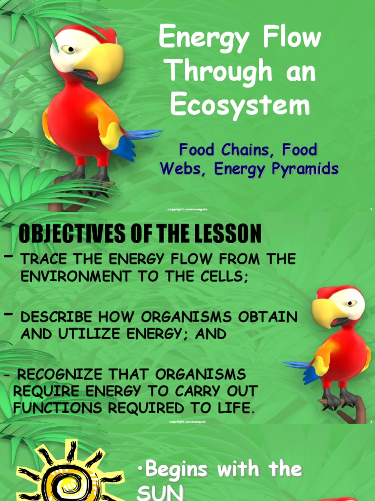 Energy Flow Through An Ecosystem: Food Chains, Food Webs, Energy ...