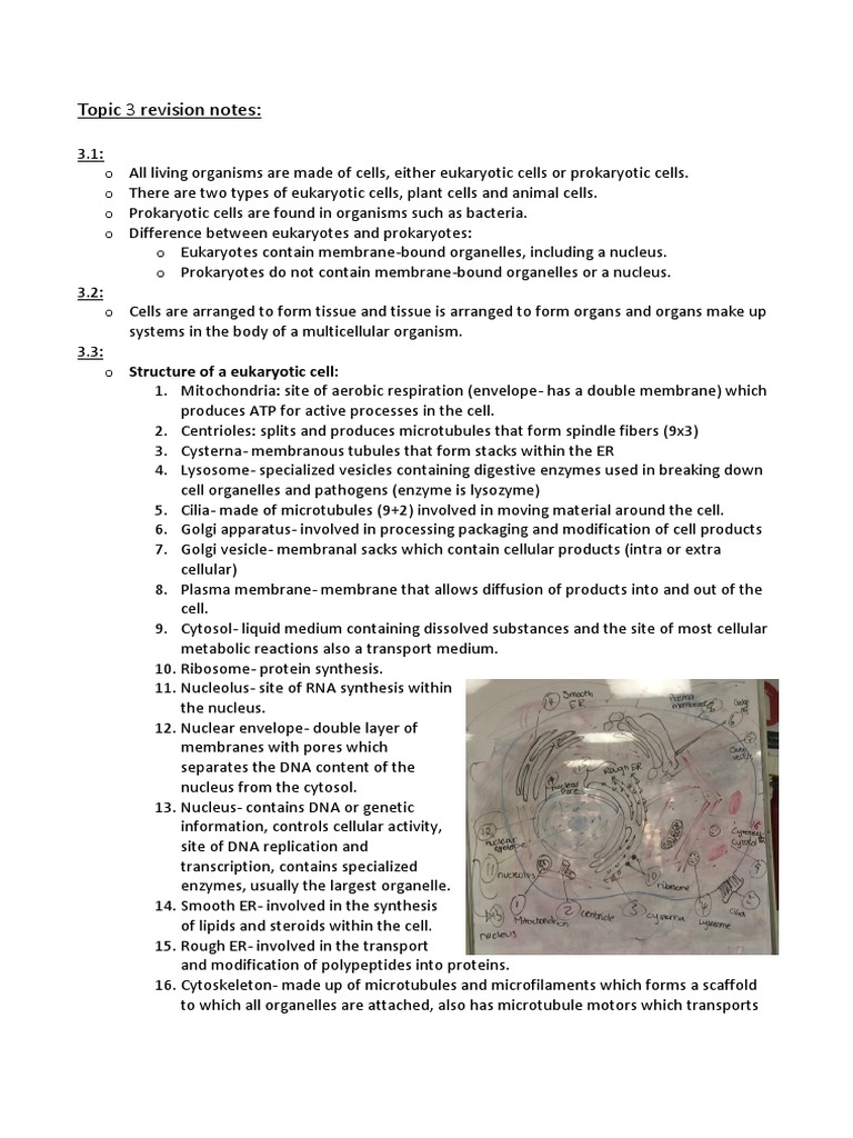 Topic 3 Revision Notes Biology AS Level New Spec EDEXCEL | PDF | Cell ...