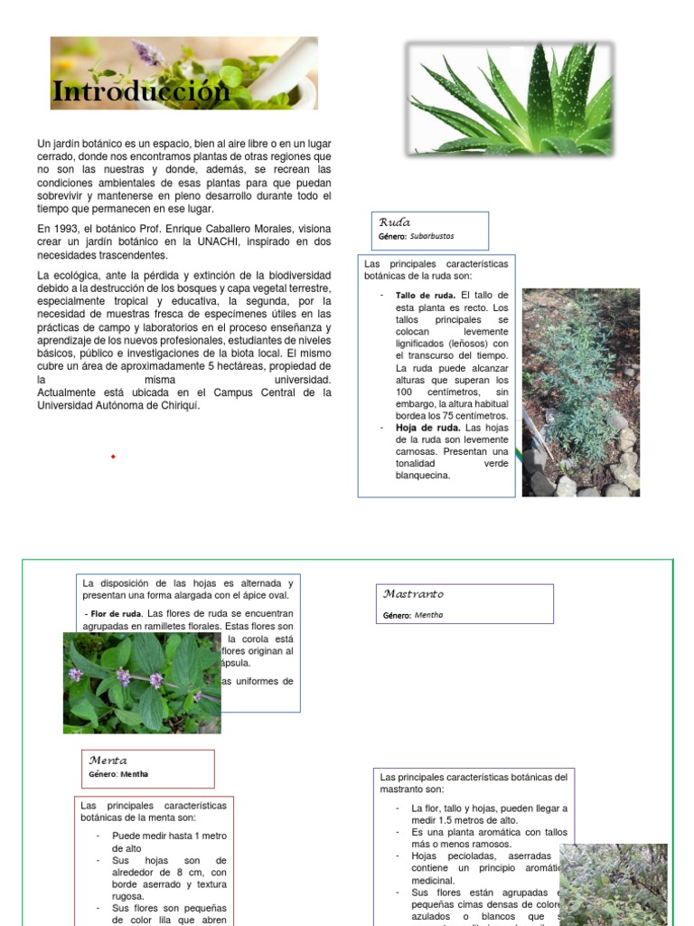 Guía Ilustrada De Plantas Medicinales Descargar Gratis Pdf Romero
