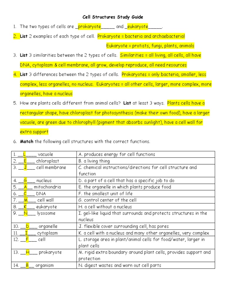 Cell Structures Functions Study Guide Key | PDF | Eukaryotes | Cell ...