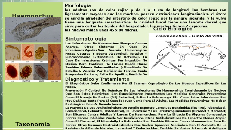 Haemonchus Placei | PDF | Heces | Anemia