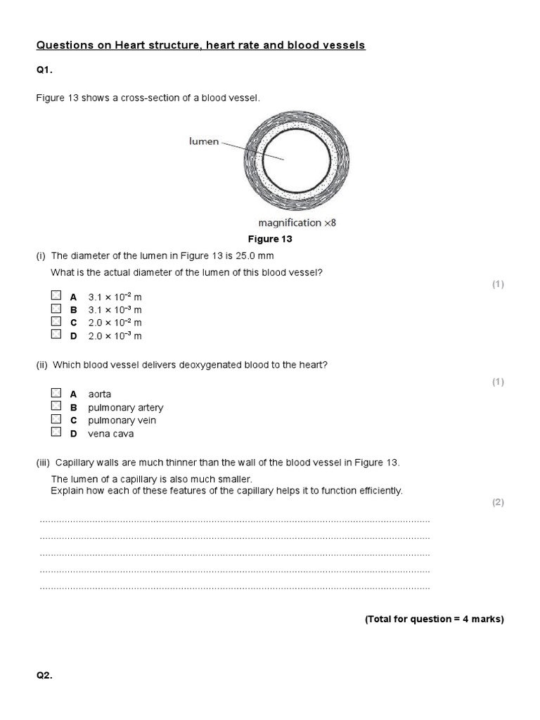 Heart Gcse Qs Only | PDF | Blood Vessel | Heart