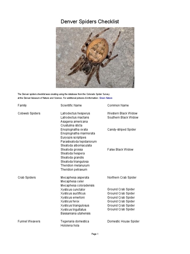 Denver Spiders | PDF | Spider | Arachnids