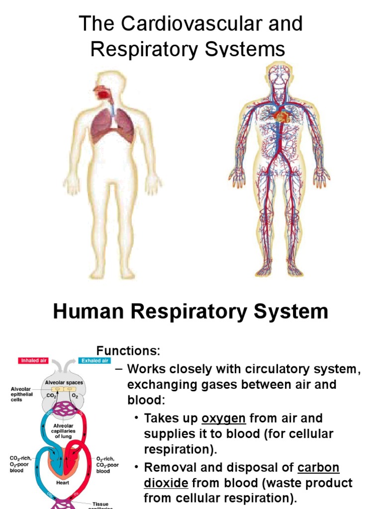 Cardiovascular and Respiratory System | PDF | Respiratory Tract ...
