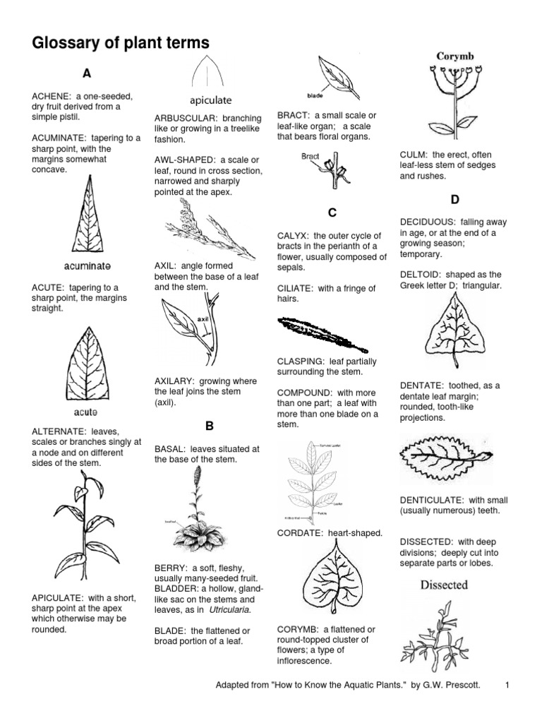 Plant Terms | PDF | Leaf | Flowers