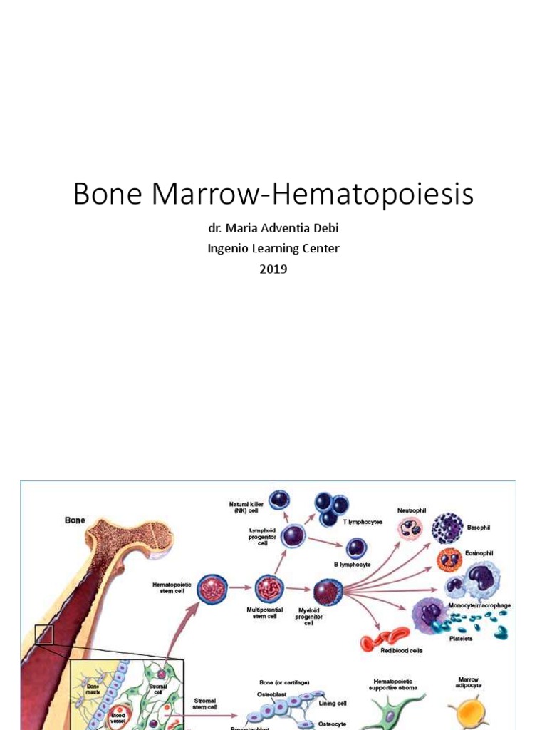 Bone Marrow-Hematopoiesis by Debi-IngenioSub | PDF | Science & Mathematics