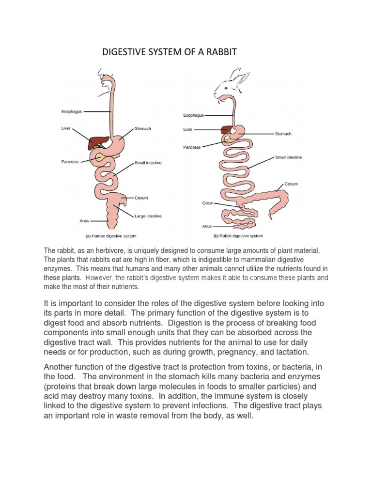 Digestive System of A Rabbit | PDF | Digestion | Gastrointestinal Tract