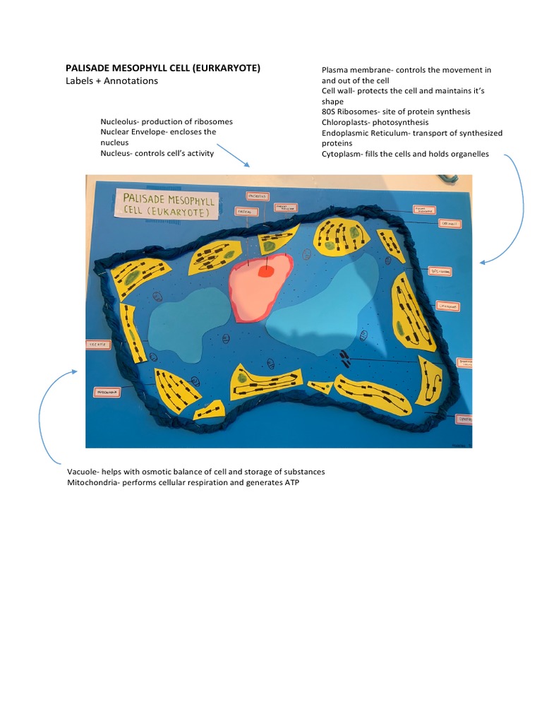 Palisade Mesophyll Cell Structure | PDF