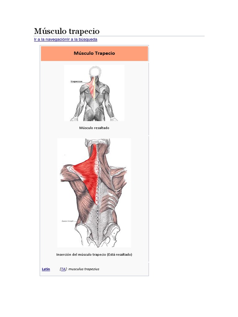 Partes Del Musculo Trapecio