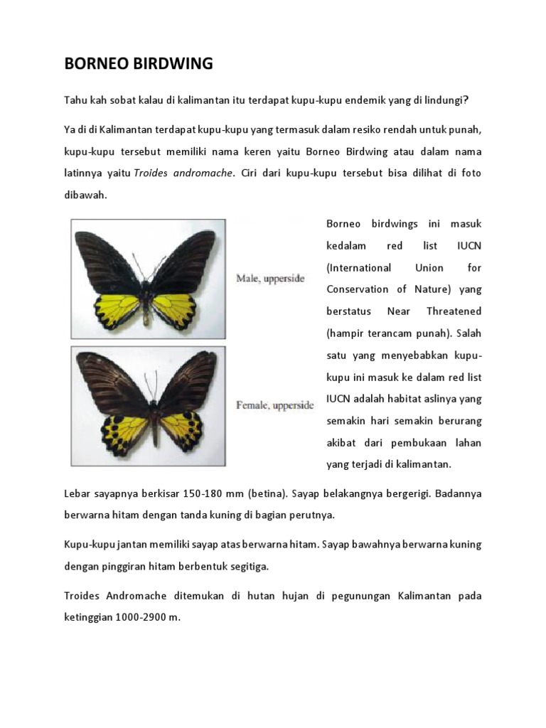 Borneo Birdwing | PDF