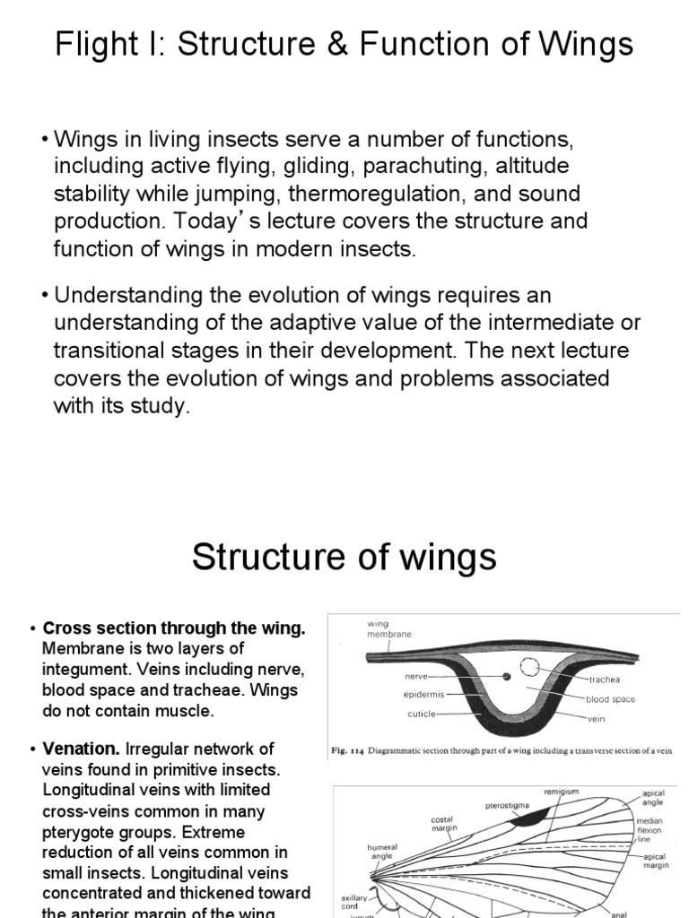 Flight I: Structure & Function of Wings | PDF | Flight | Aerospace