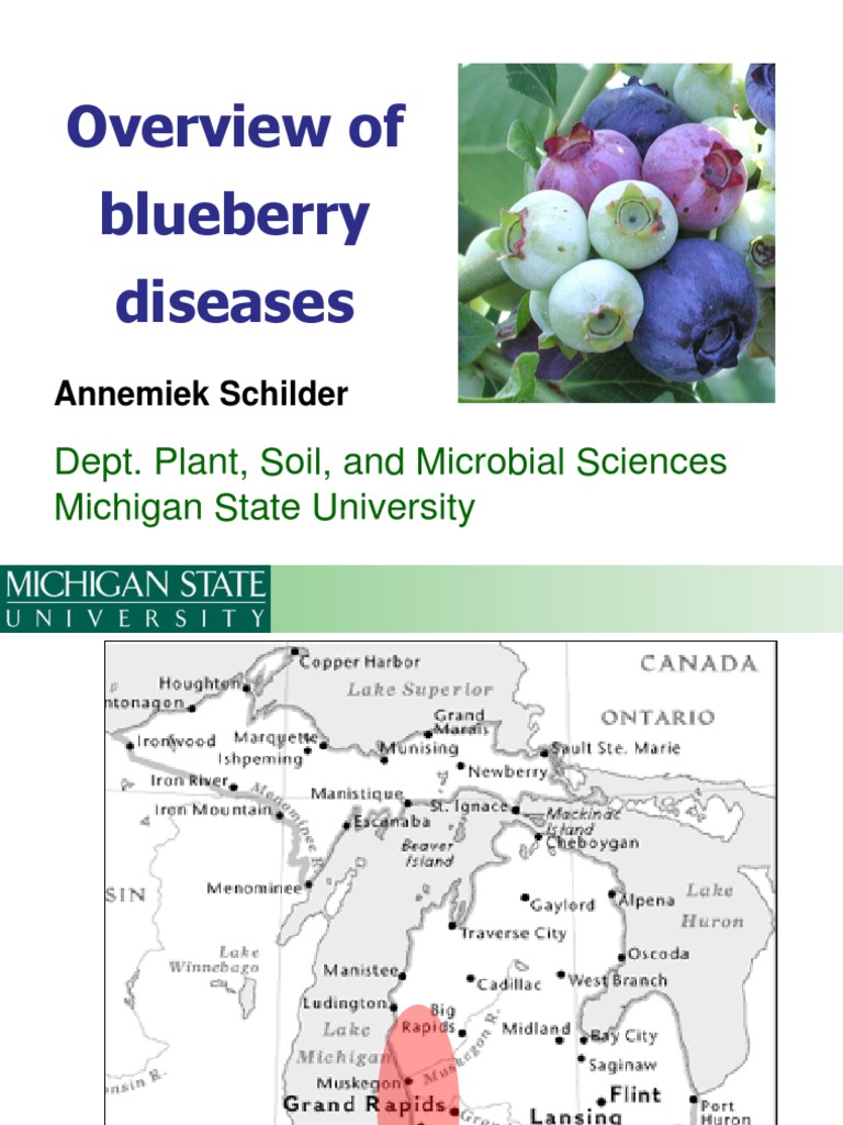 Overview of Blueberry Diseases: Dept. Plant, Soil, and Microbial ...