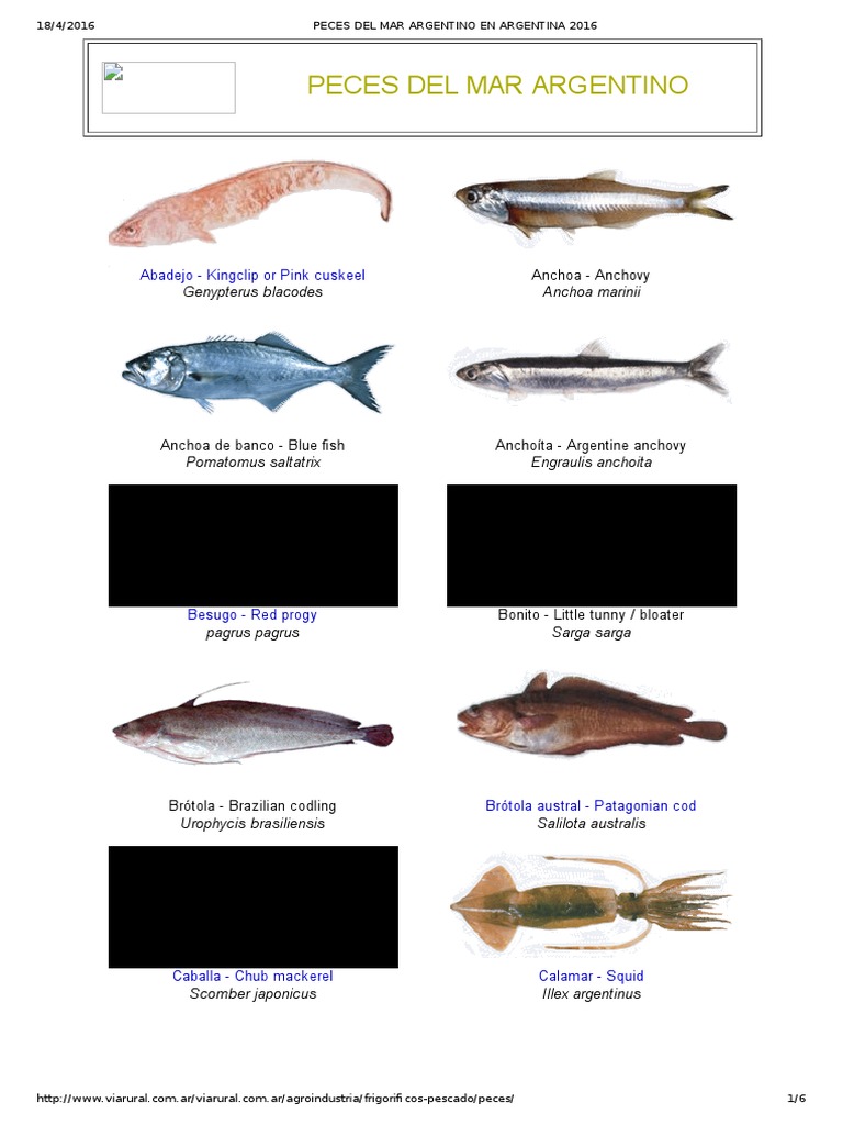 Peces Del Mar Argentino en Argentina 2016 | PDF | Mariscos a base de ...