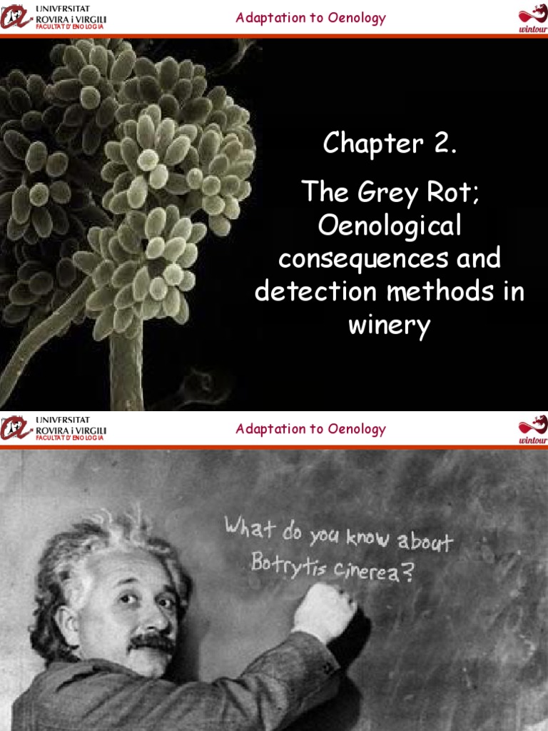 The Grey Rot Oenological Consequences and Detection Methods in Winery ...