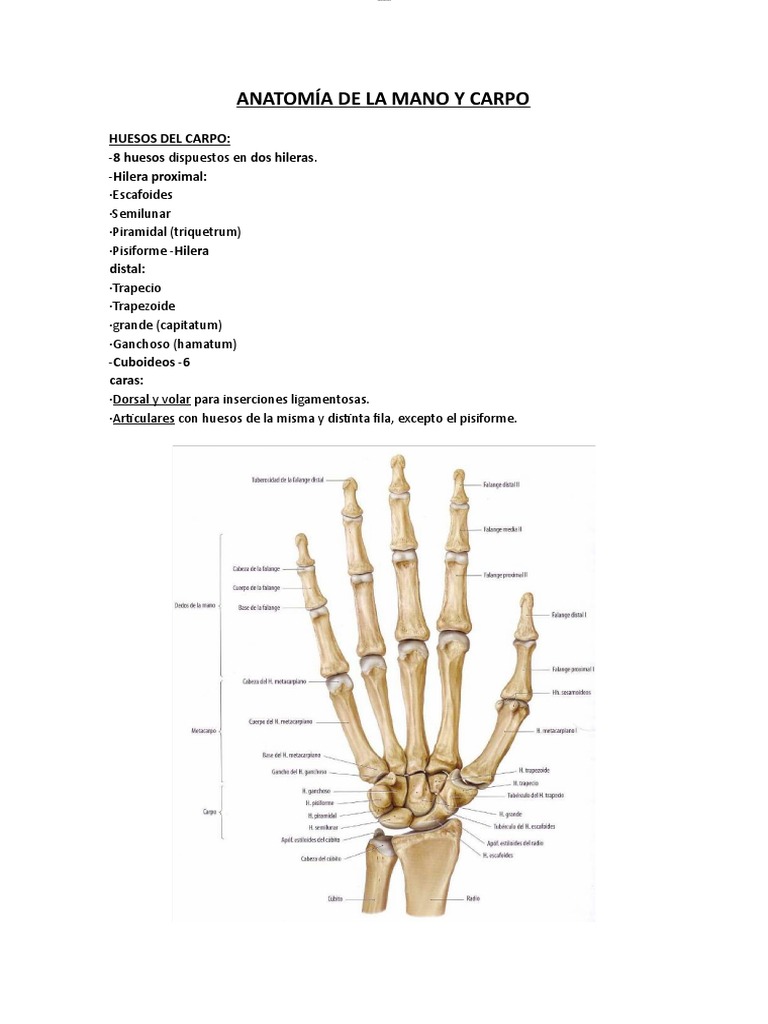 Apuntes Anatomia Y Fisiologia Del Sistema Musculoesqueletico Anatomia