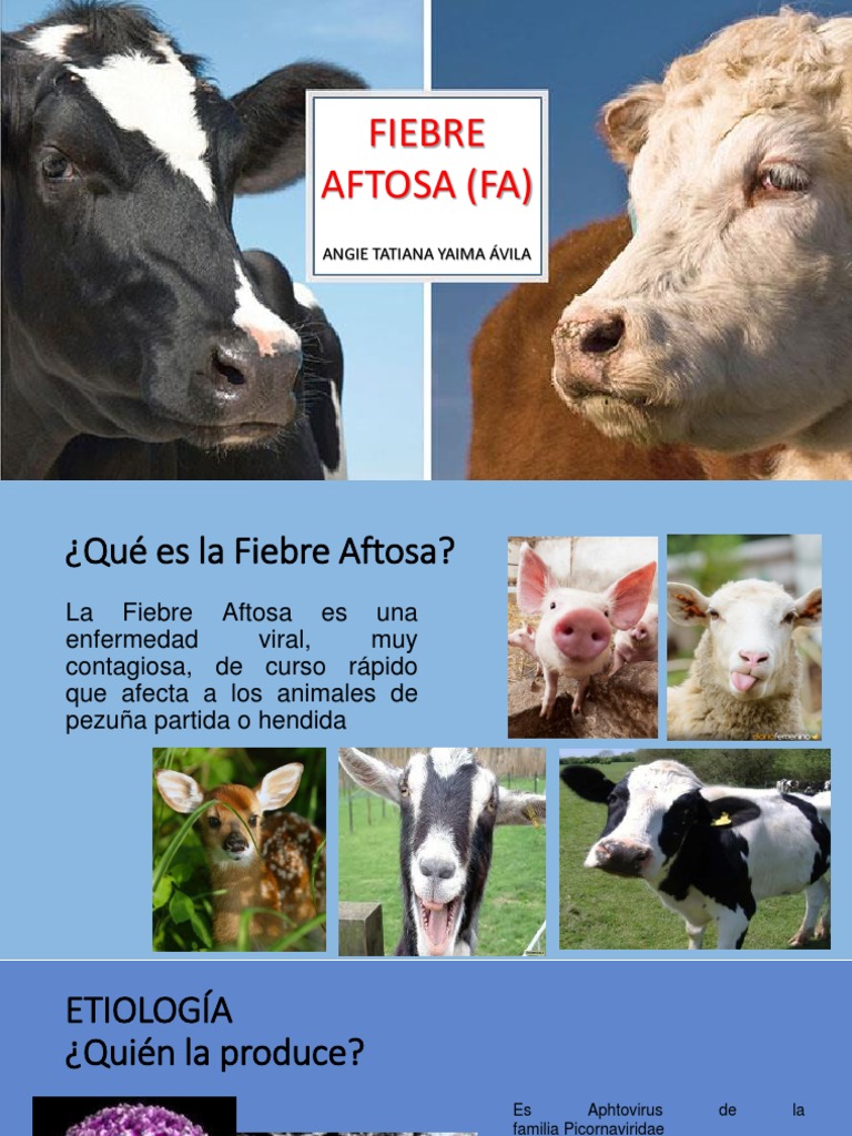 Fiebre Aftosa | PDF