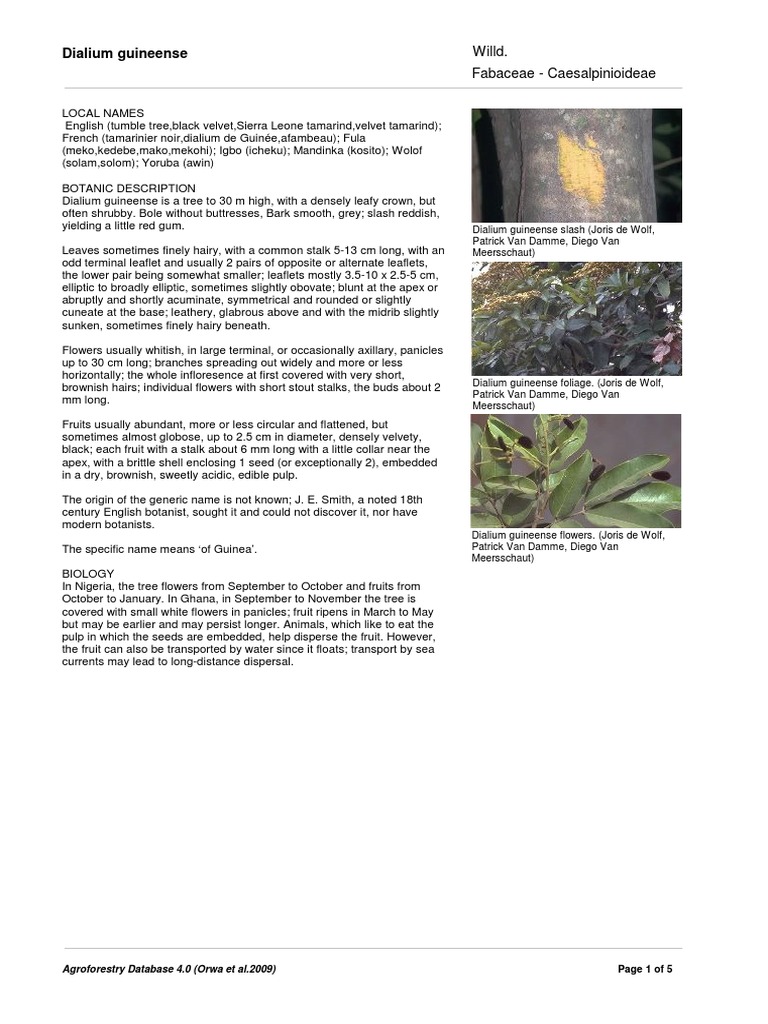 Dialium Guineense: Fabaceae - Caesalpinioideae Willd | PDF | Trees ...