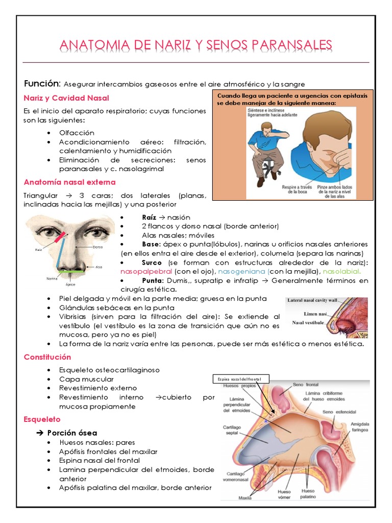 Anatomía Nariz y Senos Paranasales | PDF | Rasgos faciales | Sistema musculoesquelético
