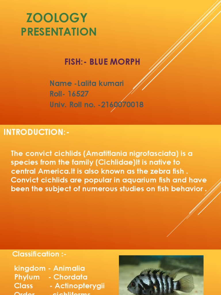 Zoology Presentation | PDF | Spawn (Biology) | Aquatic Animals