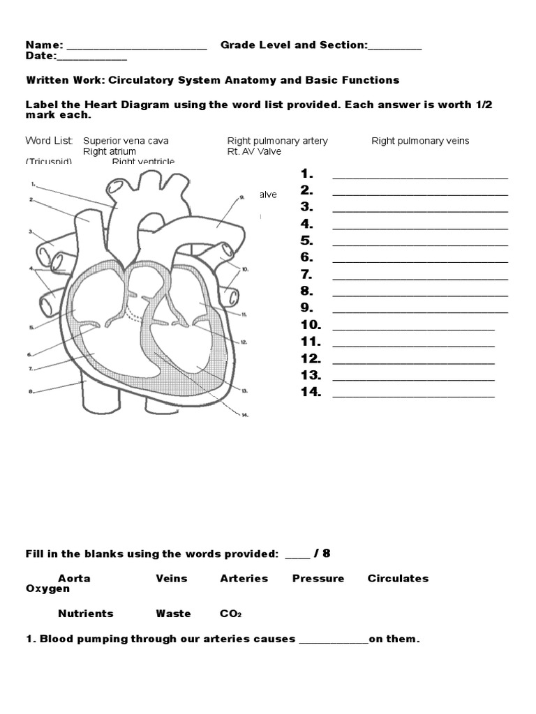 Circulatory System Worksheet | PDF | Vein | Heart