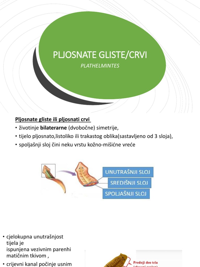 Pljosnate Gliste | PDF
